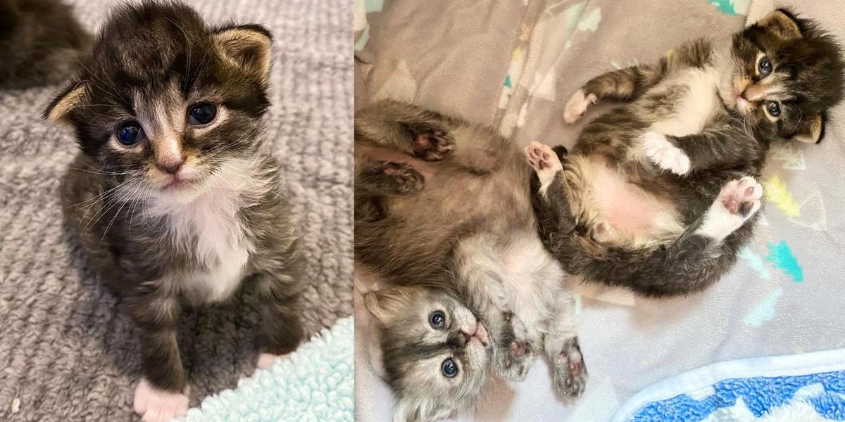 Kittens Find Each Other When They Need a Friend, and Become Family for ...