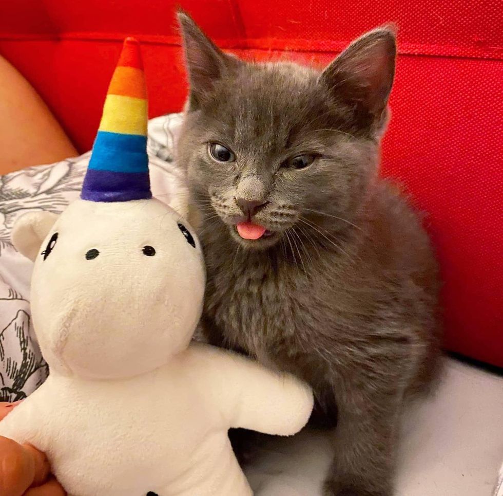 Kitten with Adorable 'Blep' Gets Back on His Paws After Being Found ...