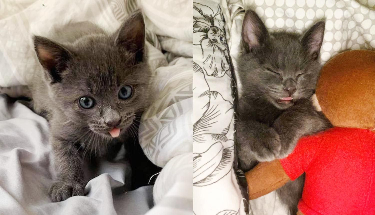 Kitten with Adorable 'Blep' Gets Back on His Paws After Being Found ...