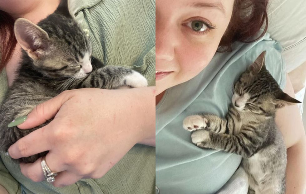 Kitten Bounced Back on Her Paws and Turned into Quite the Clingy Cat ...