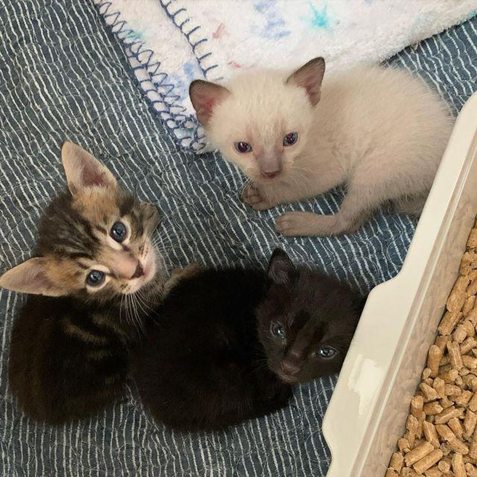 Woman Finds Elusive Cat After a Year of Searching and Rescues Her ...