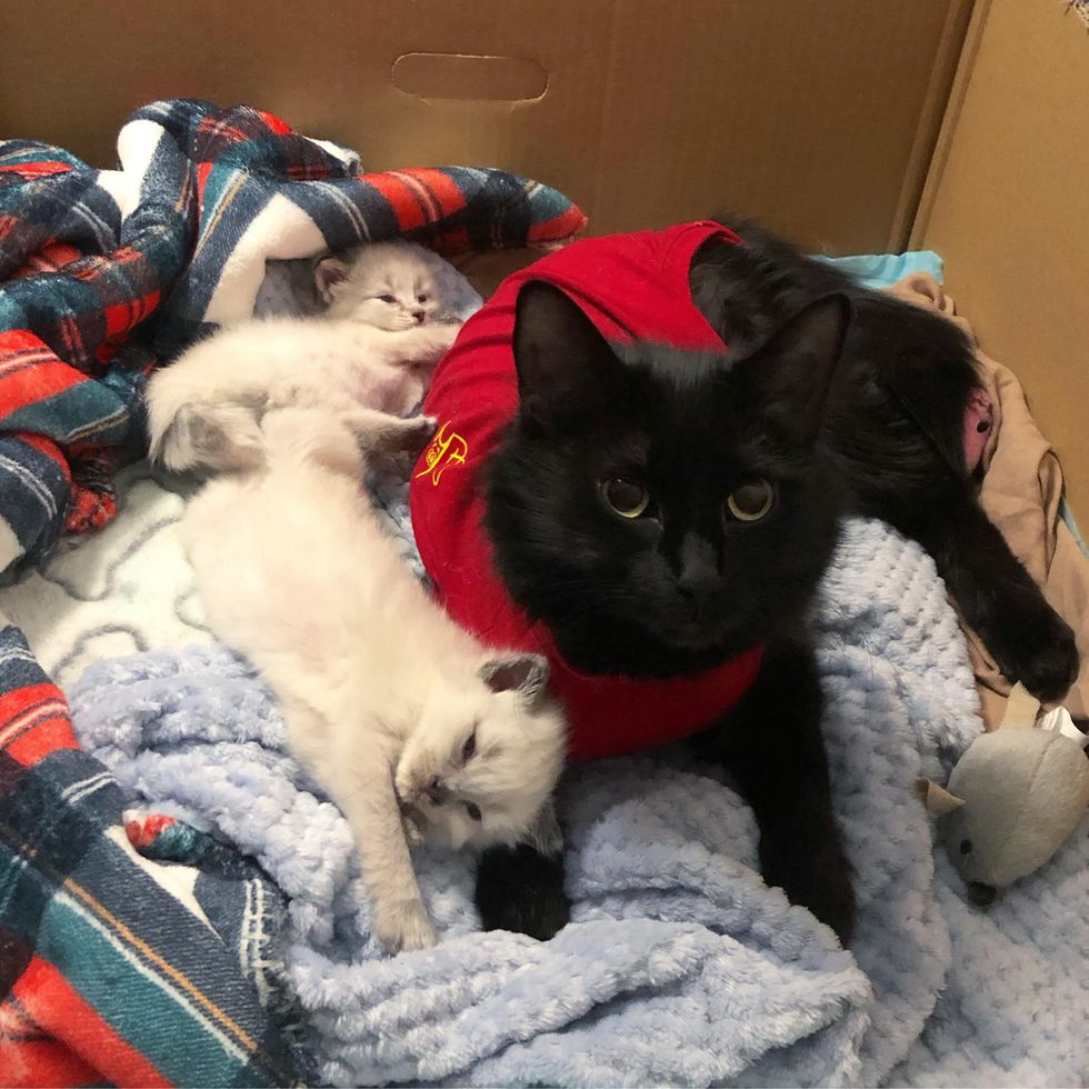 Neighbor Helped Cat and Her Unborn Kittens After She Was Found Left ...