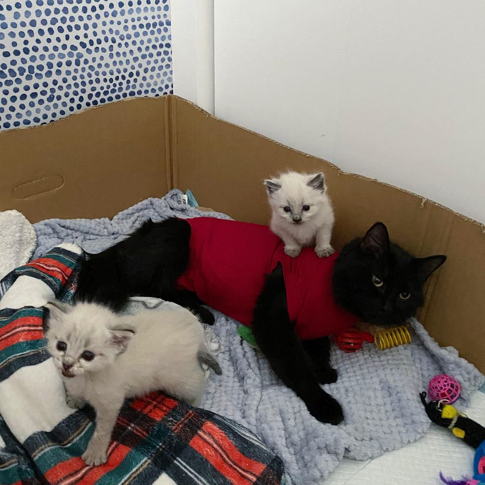 Neighbor Helped Cat and Her Unborn Kittens After She Was Found Left ...