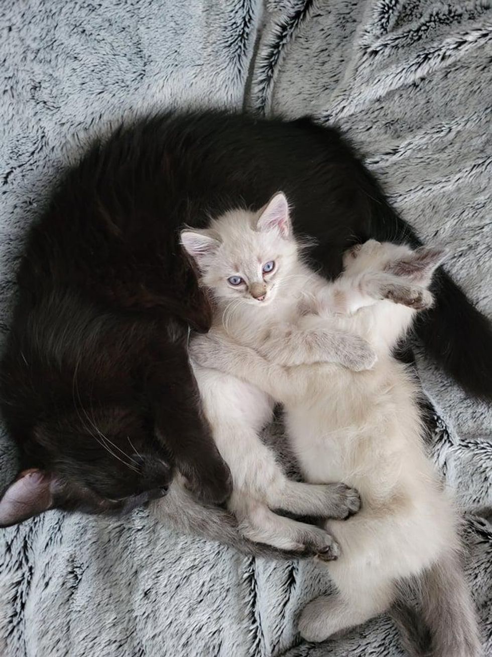 Neighbor Helped Cat and Her Unborn Kittens After She Was Found Left ...