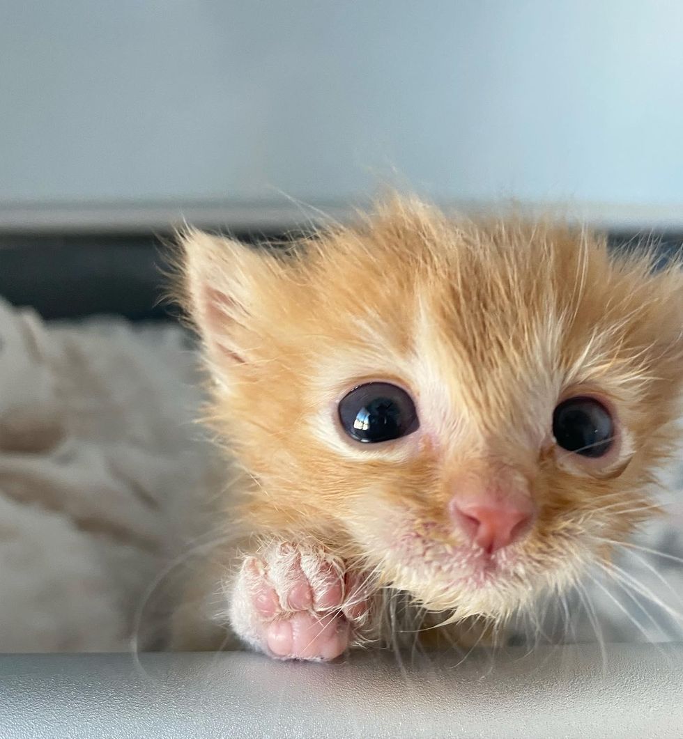 Kitten Left Behind After Birth Triumphs with Help of Family and Strong ...