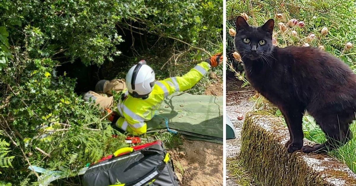 Cat helps rescuers locate 83-yr-old woman who fell in ravine - Upworthy
