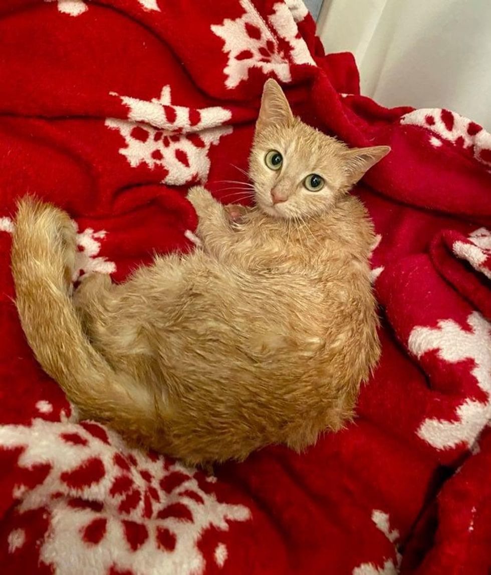 Resilient Street Cat Ensures Her Kittens Live and Hopes for Home with ...