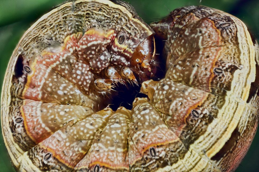 Wait ... why are they called armyworms? - It's a Southern Thing