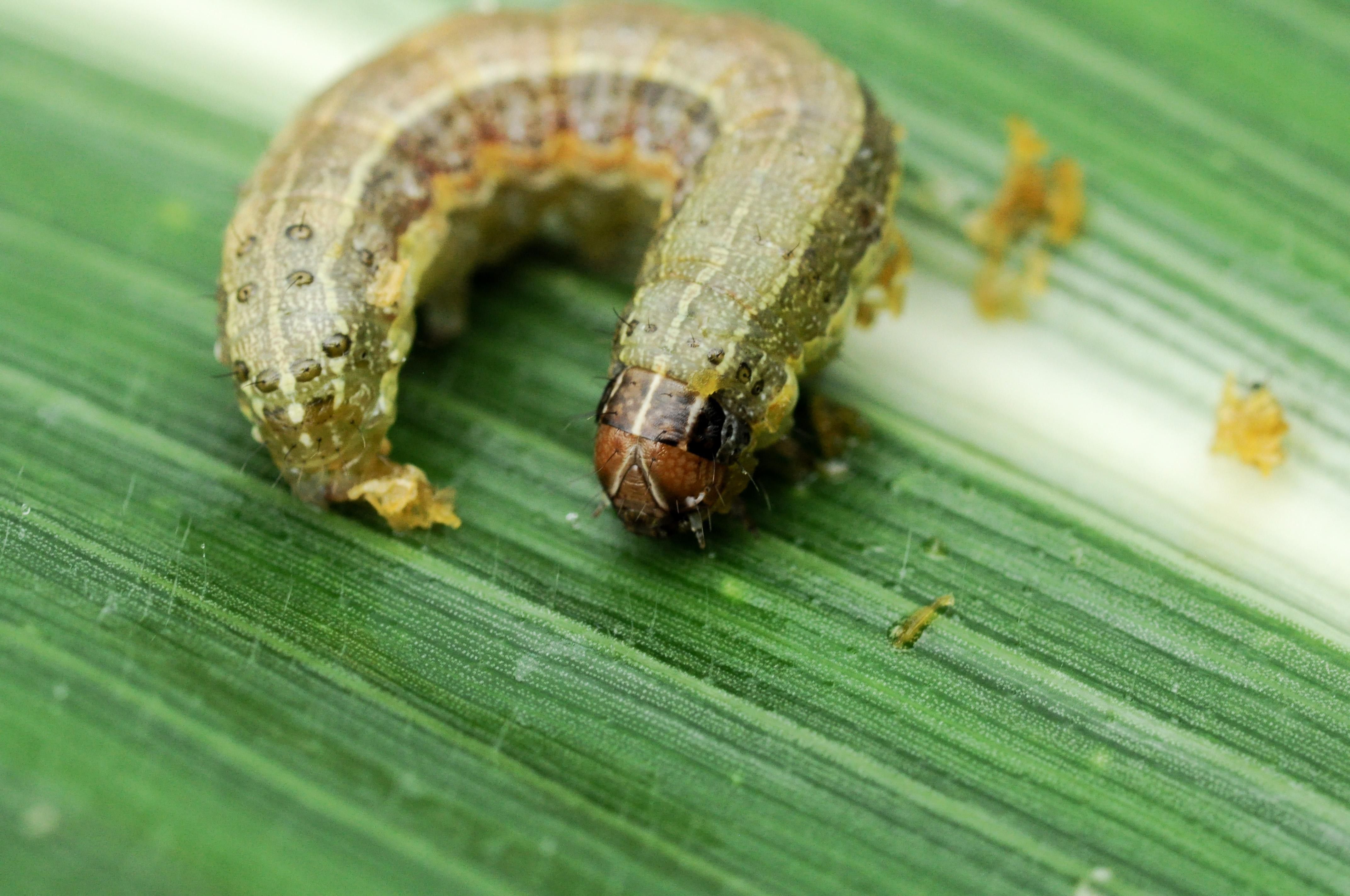 Wait ... why are they called armyworms? - It's a Southern Thing