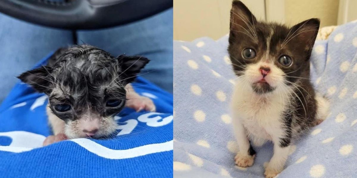Tiny Kitten Drenched in Pouring Rain Grabs onto Woman and Strives for ...