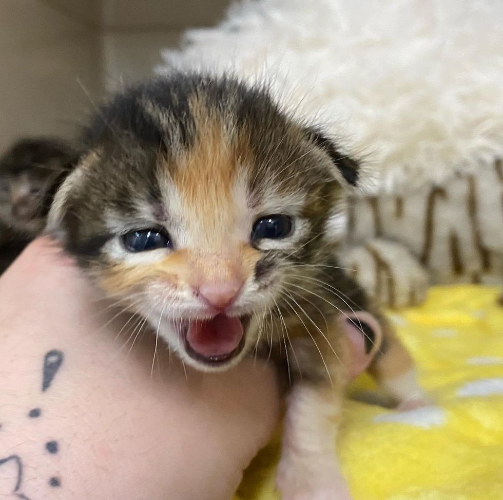 Kitten with 3 Paws Perseveres and Lives Everyday to Fullest After Being ...