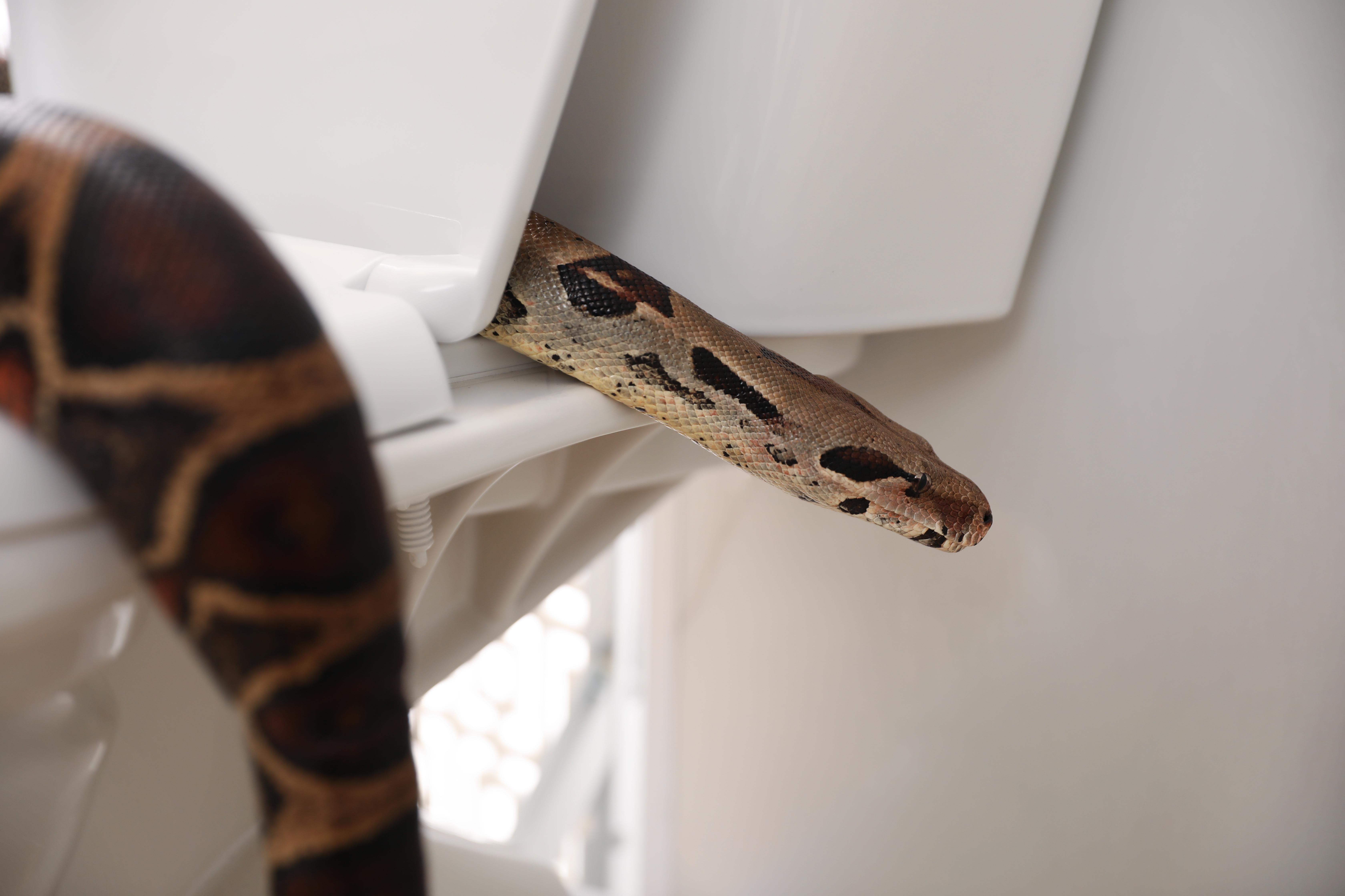 Texas woman finds large python crawling out of her toilet in the middle ...