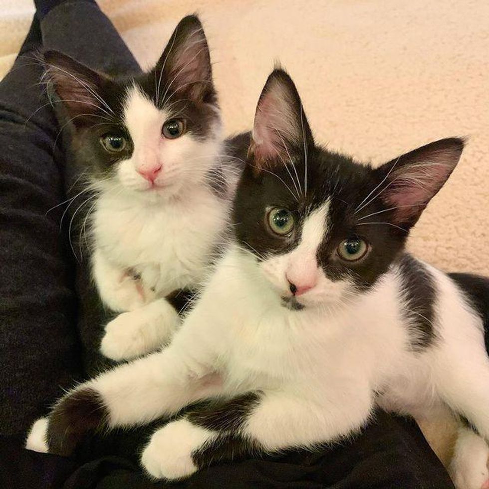 5 Kittens Found as Orphans Turn Out to Be Tenacious Lap Cats with So ...