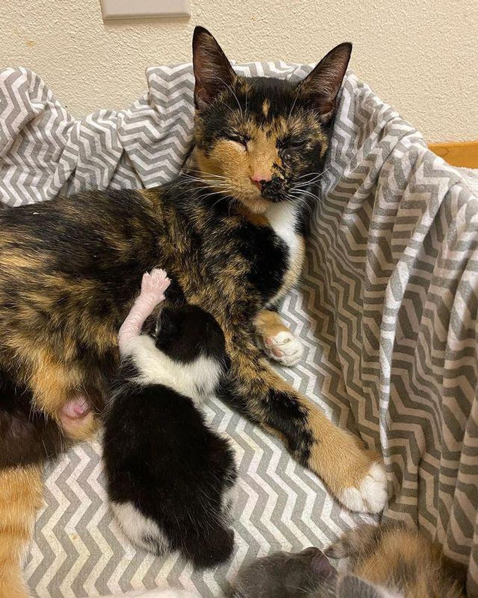 Cat is Off the Streets with Her 8 Kittens After Living Outside Her ...