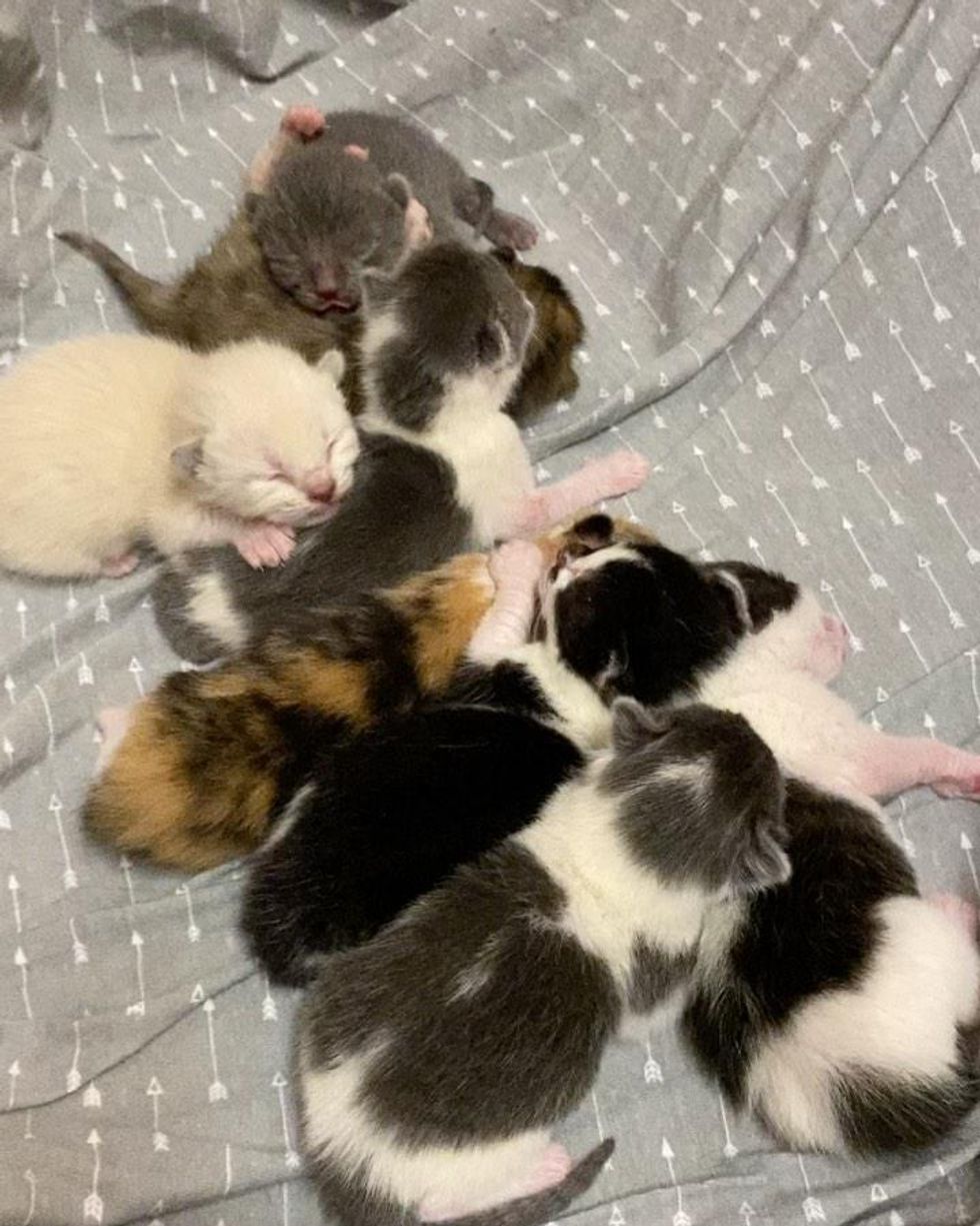 Cat is Off the Streets with Her 8 Kittens After Living Outside Her ...