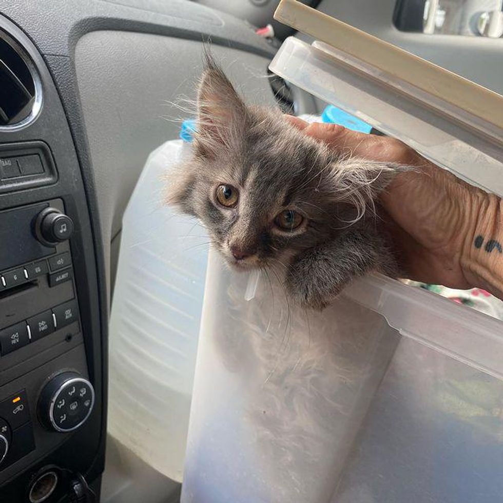 Woman Helps Kitten Cowering on Window Ledge and Goes Back to Find Her ...