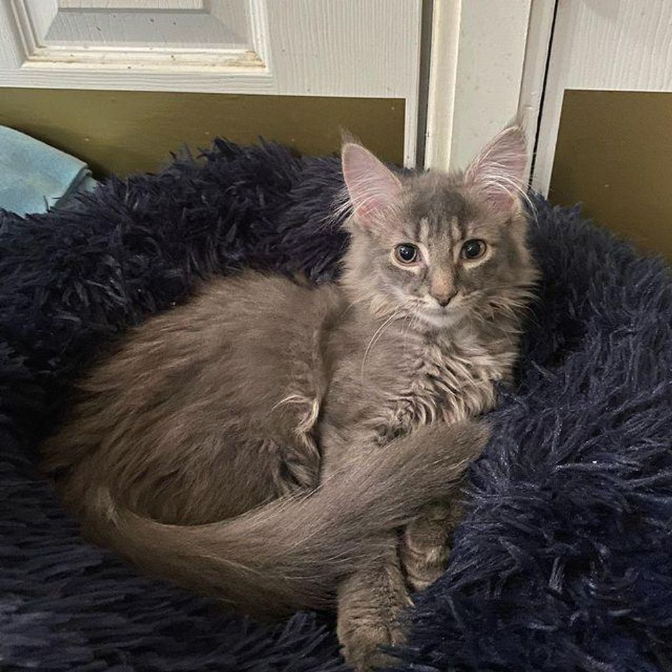 Woman Helps Kitten Cowering on Window Ledge and Goes Back to Find Her ...