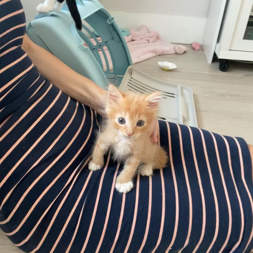 Kitten Hogs Laps and Insists on Having Constant Companion After Being ...