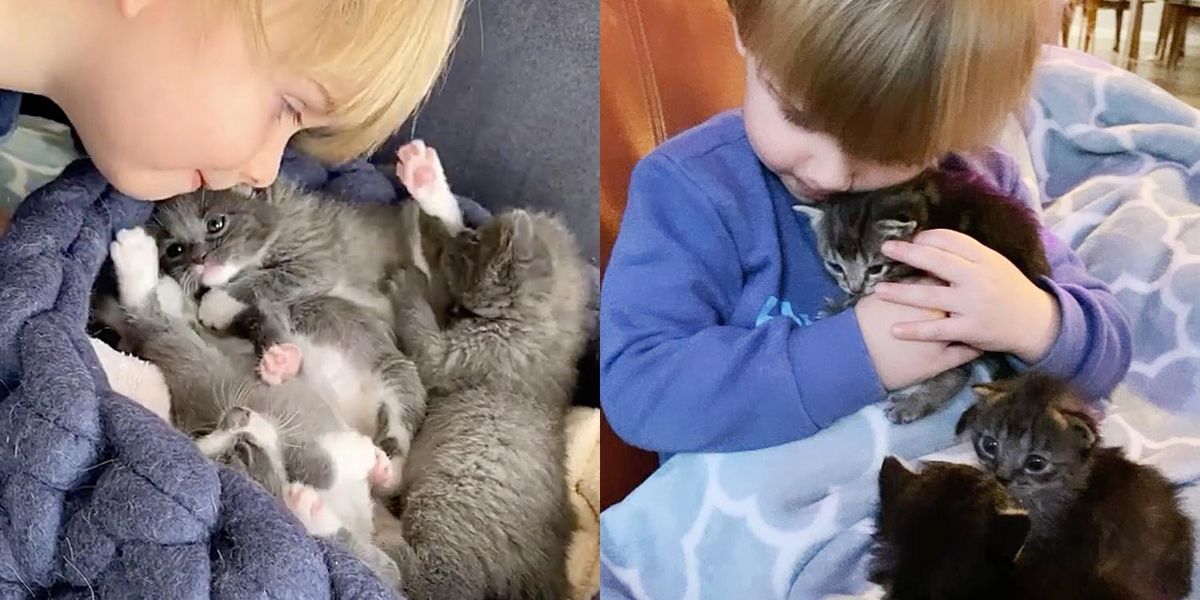 Kittens Find Cutest Little Caretaker Who Has Been with Cats Since He ...