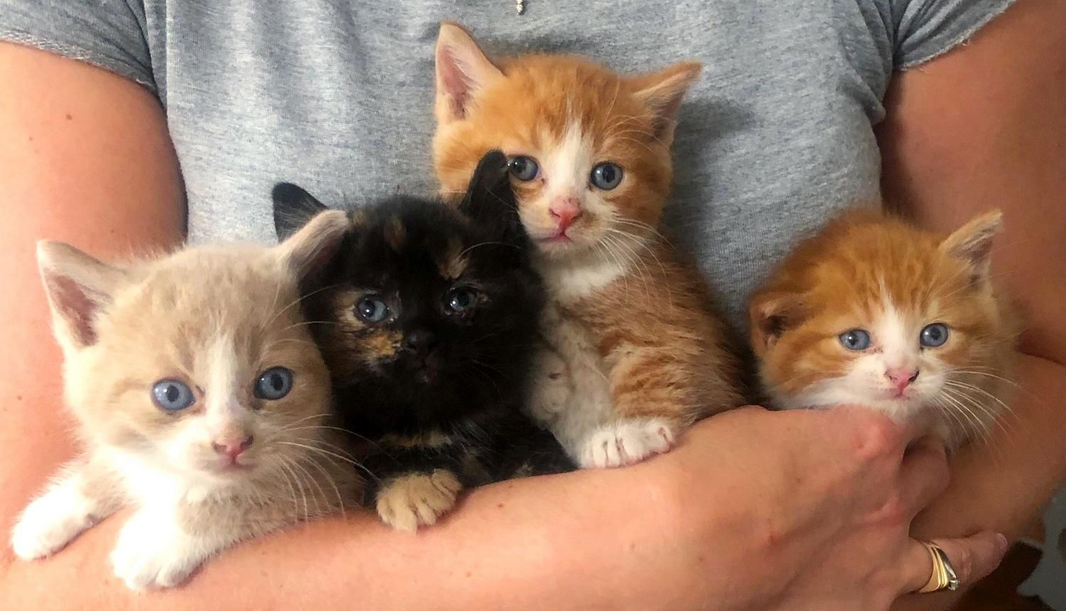 4 Kittens Find Help Before It's Too Late and Won't Leave Each Other's ...