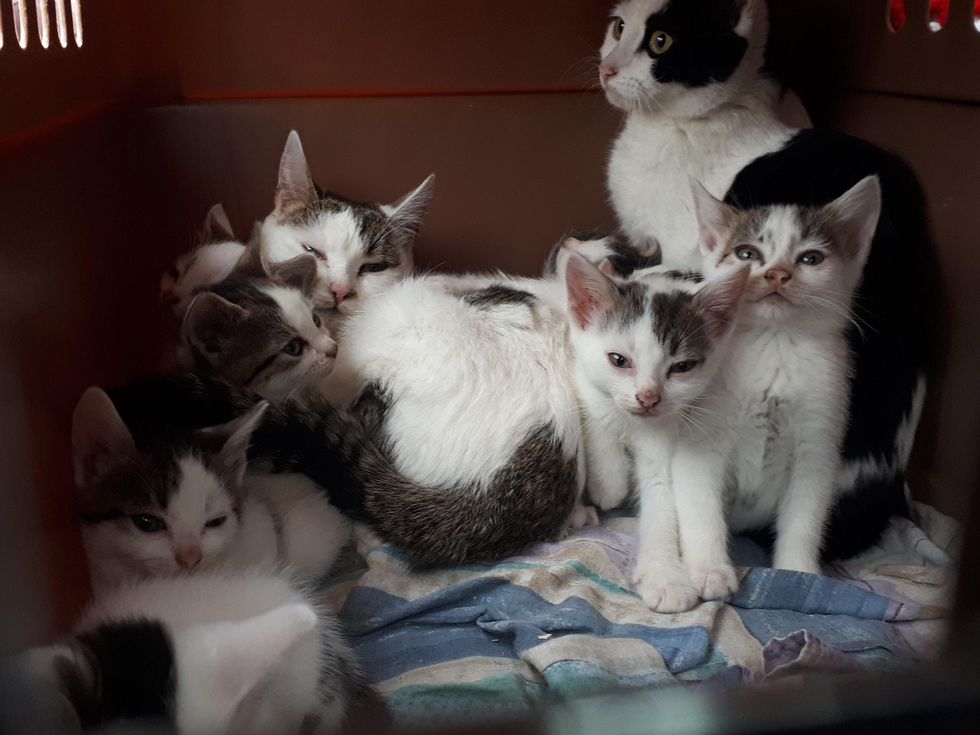 Cats Who Raised 8 Kittens Together, Wait at Glass Door at Shelter Every ...