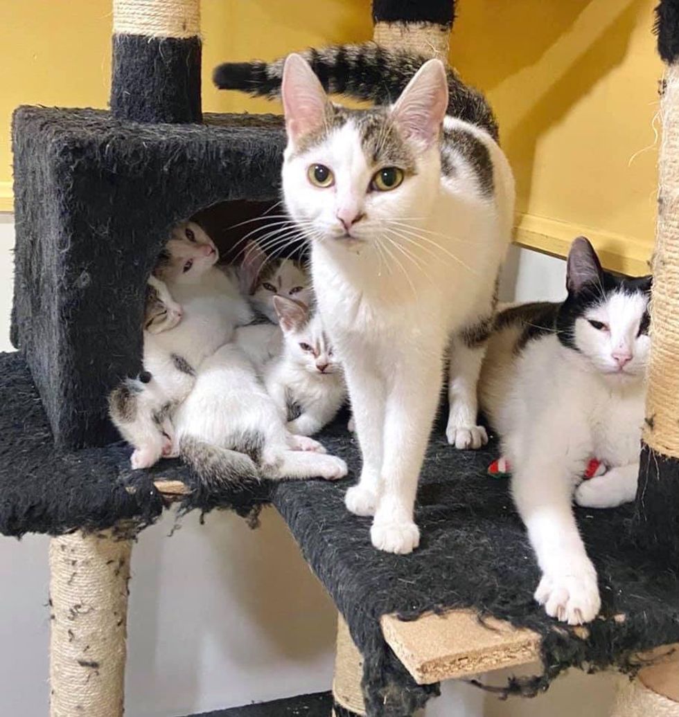 Cats Who Raised 8 Kittens Together, Wait at Glass Door at Shelter Every ...