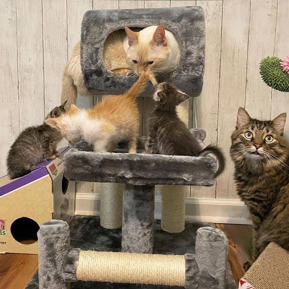 3 Kittens Get Back on Track and Really Transform with the Help of ...