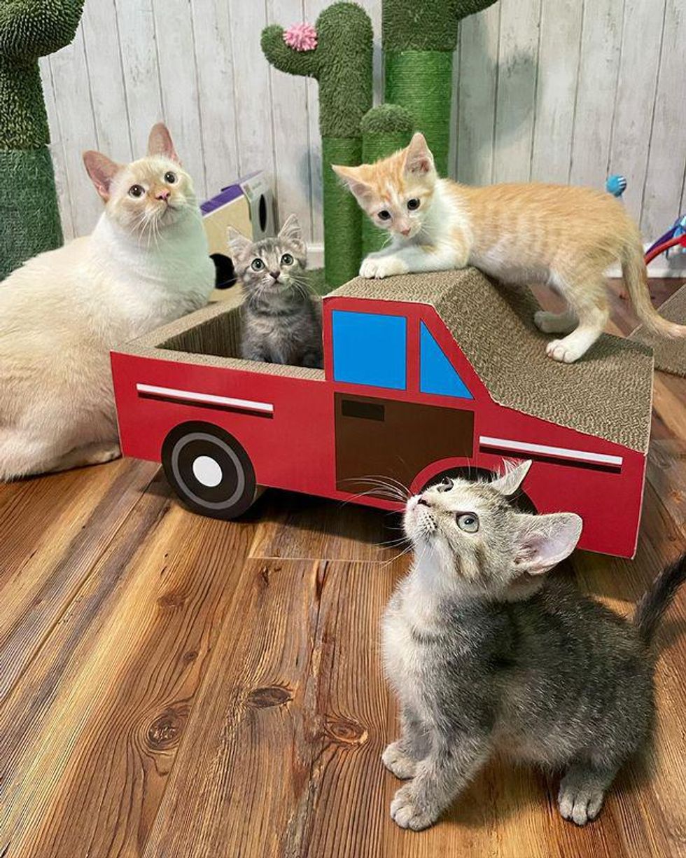 3 Kittens Get Back on Track and Really Transform with the Help of ...