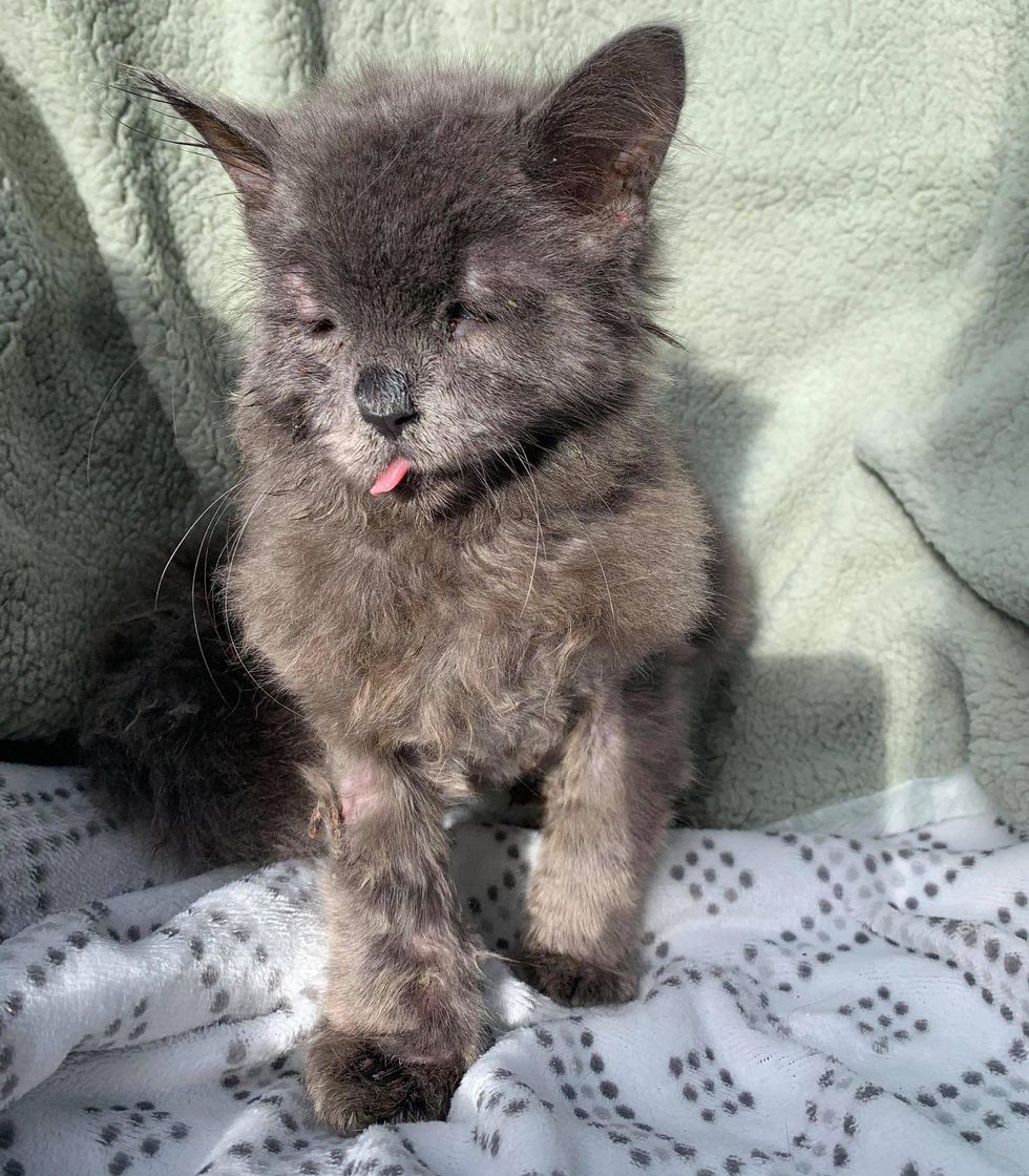 5 Month Old Kitten Has Rare Condition that Gives Him Unique Look, and ...