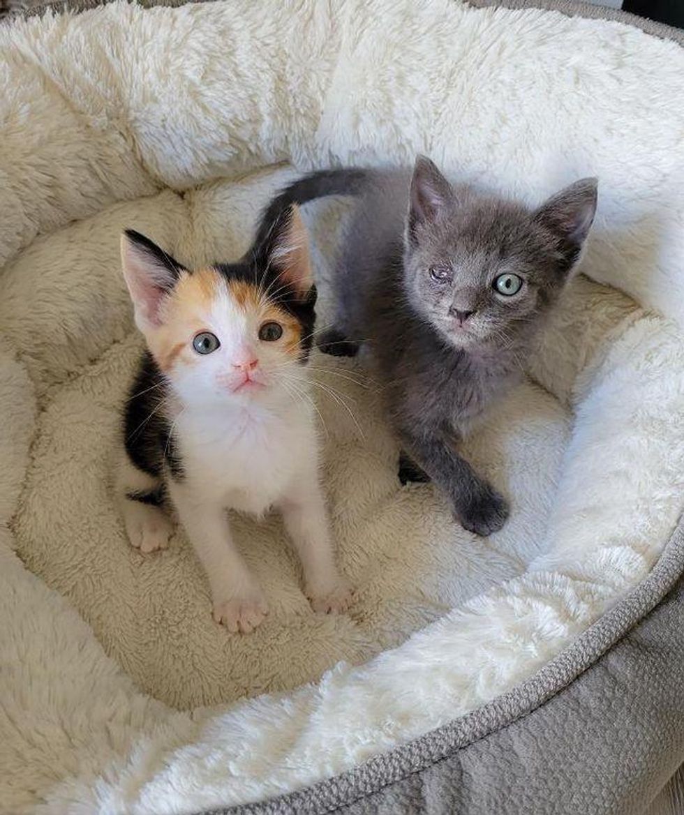 Kitten Wanders in Yard to Seek Help and Turns Her Life Around ...