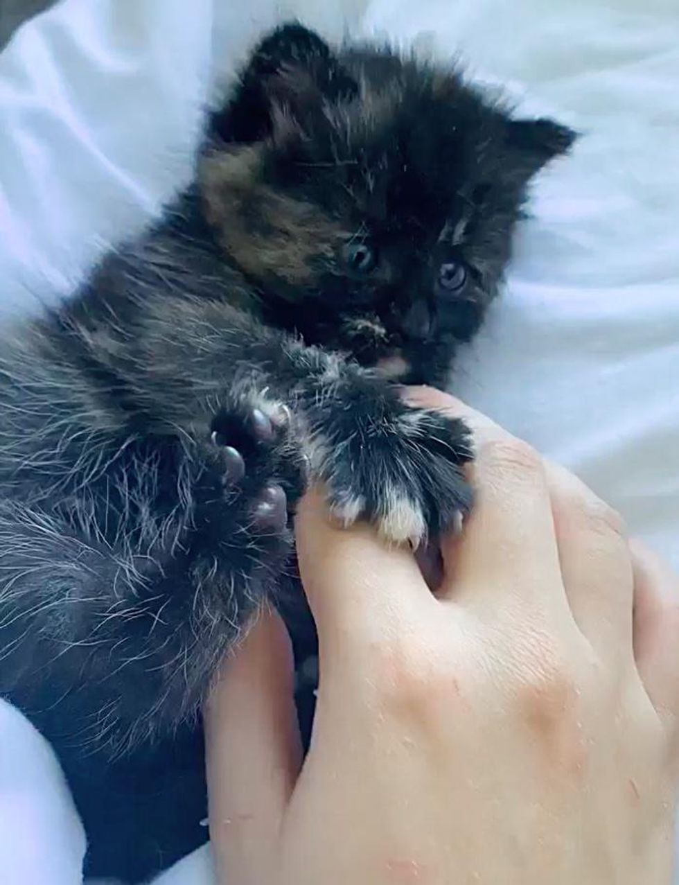 Kitten Found in the Woods by Hikers Makes it to Comfortable Nest After ...
