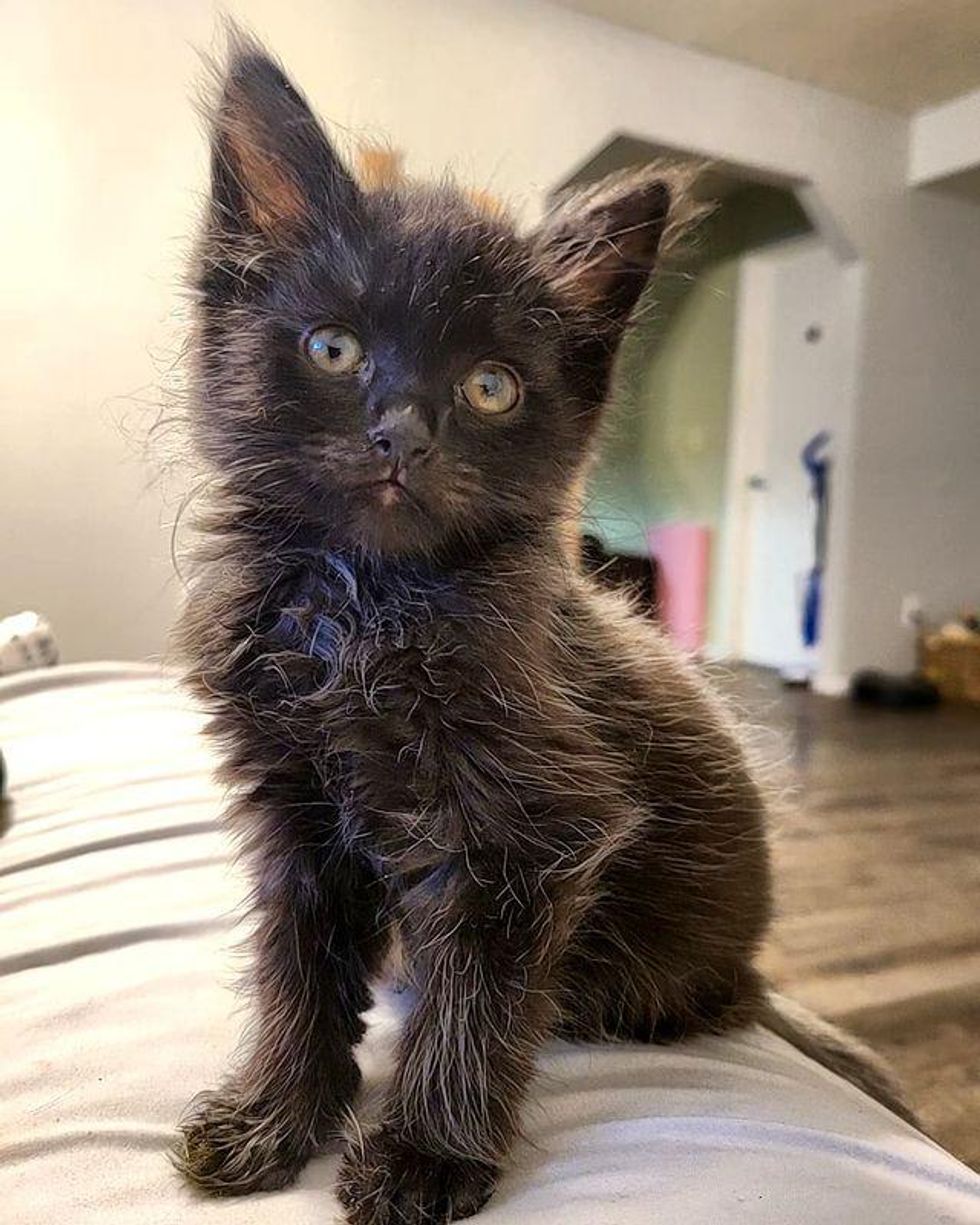 3-Legged Wonder Kitten Changed Fur Color Throughout Her Journey to ...