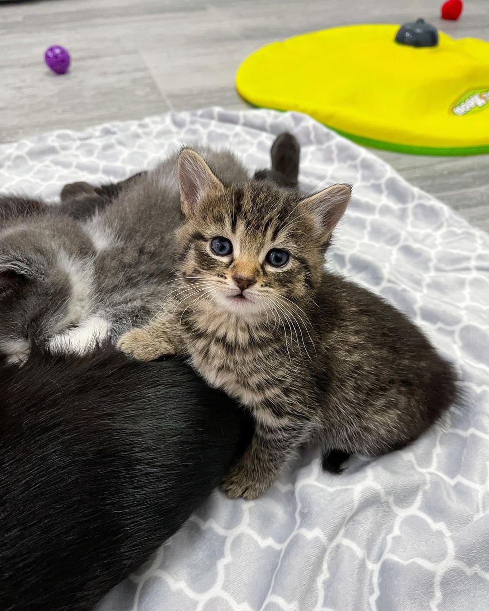 Cat Left Behind with Four Kittens in Apartment Building is So Grateful ...