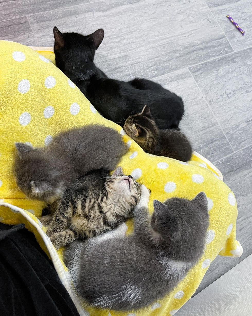 Cat Left Behind with Four Kittens in Apartment Building is So Grateful ...