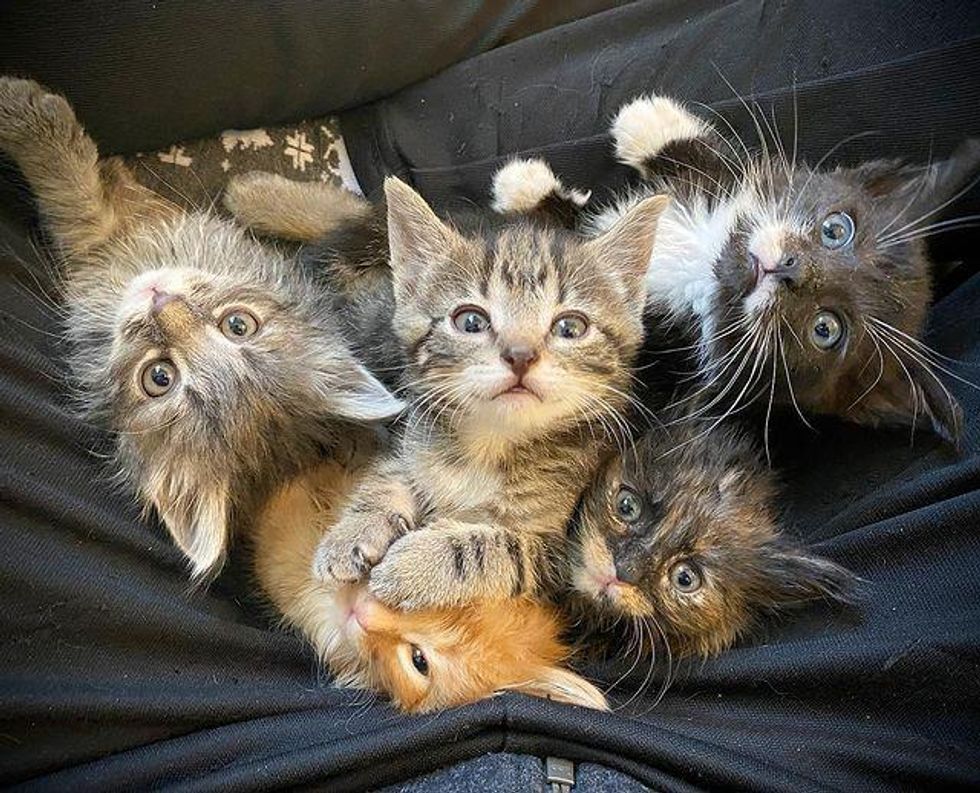 5 Kittens Longing for Their Mom, Become Completely Enamored with a Cat ...