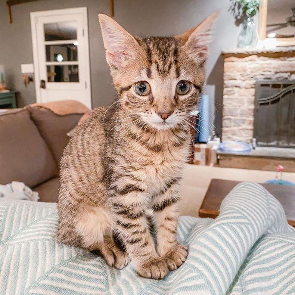 Kitten Who Was Very Small For Her Age, Perseveres into a Feisty ...