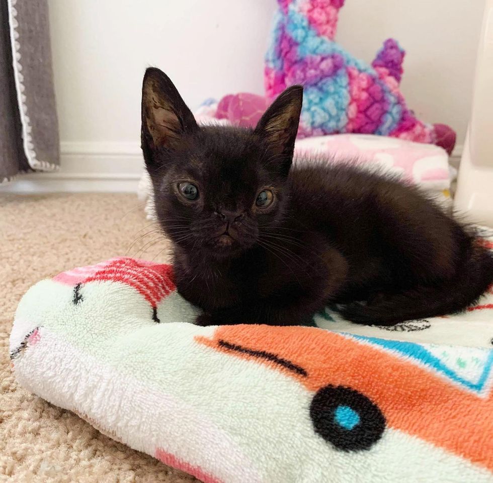 Kitten with Uniquely Perfect Face Left the Street and into Indoor Life ...