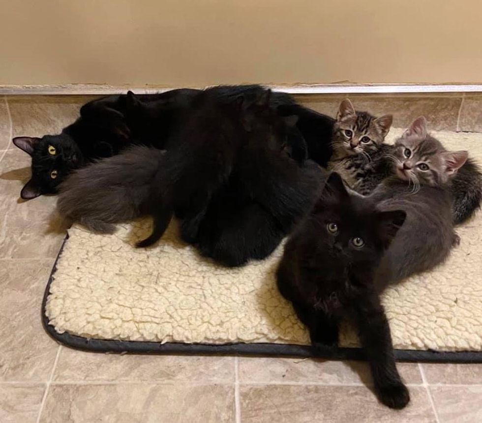 Woman Adopts a Kitten and Returns to Shelter for Her Cat Mother Who Has Been There for 6 Months ...