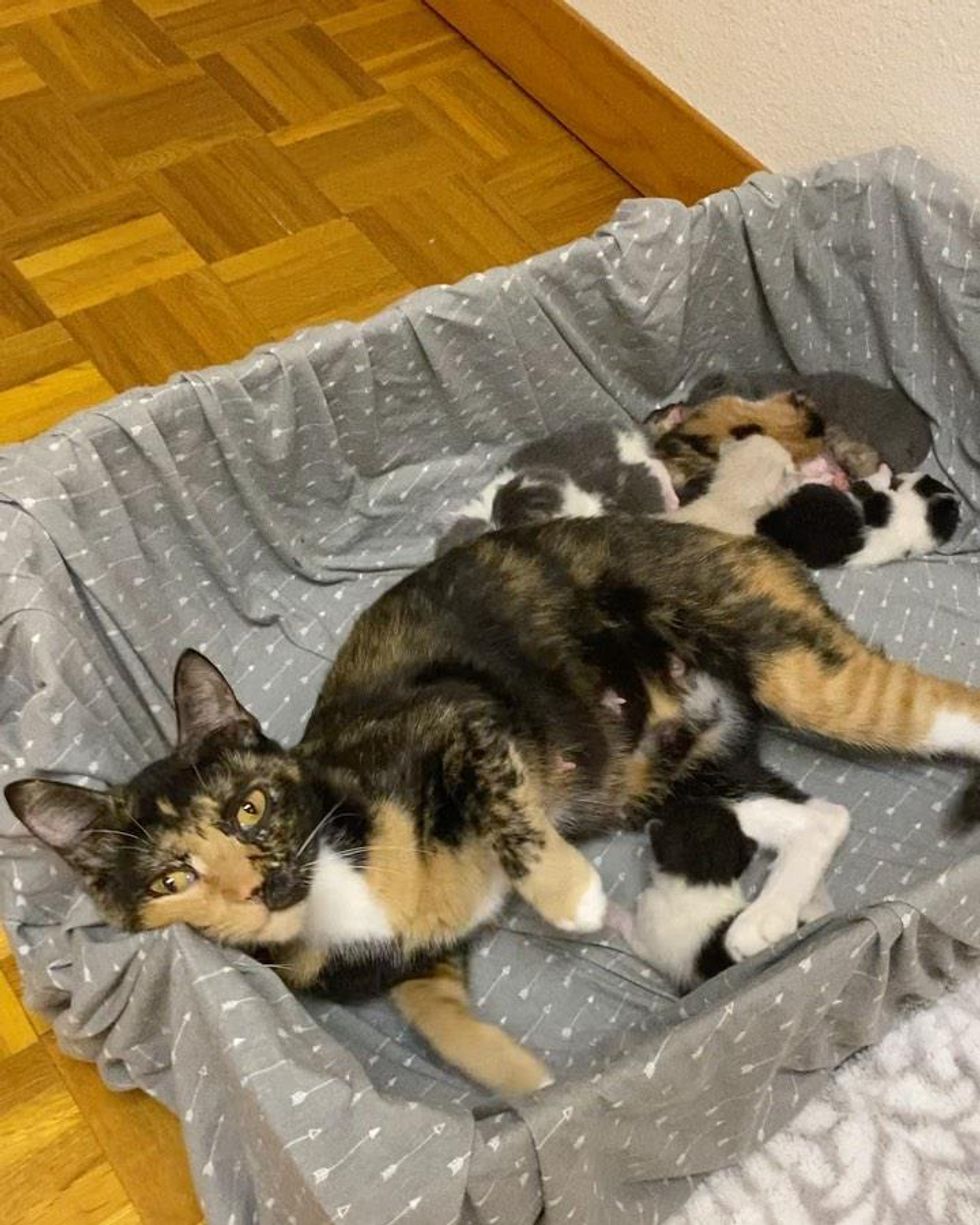 Cat Gets Her 8 Kittens Inside a Home After Spending Her Whole Life ...