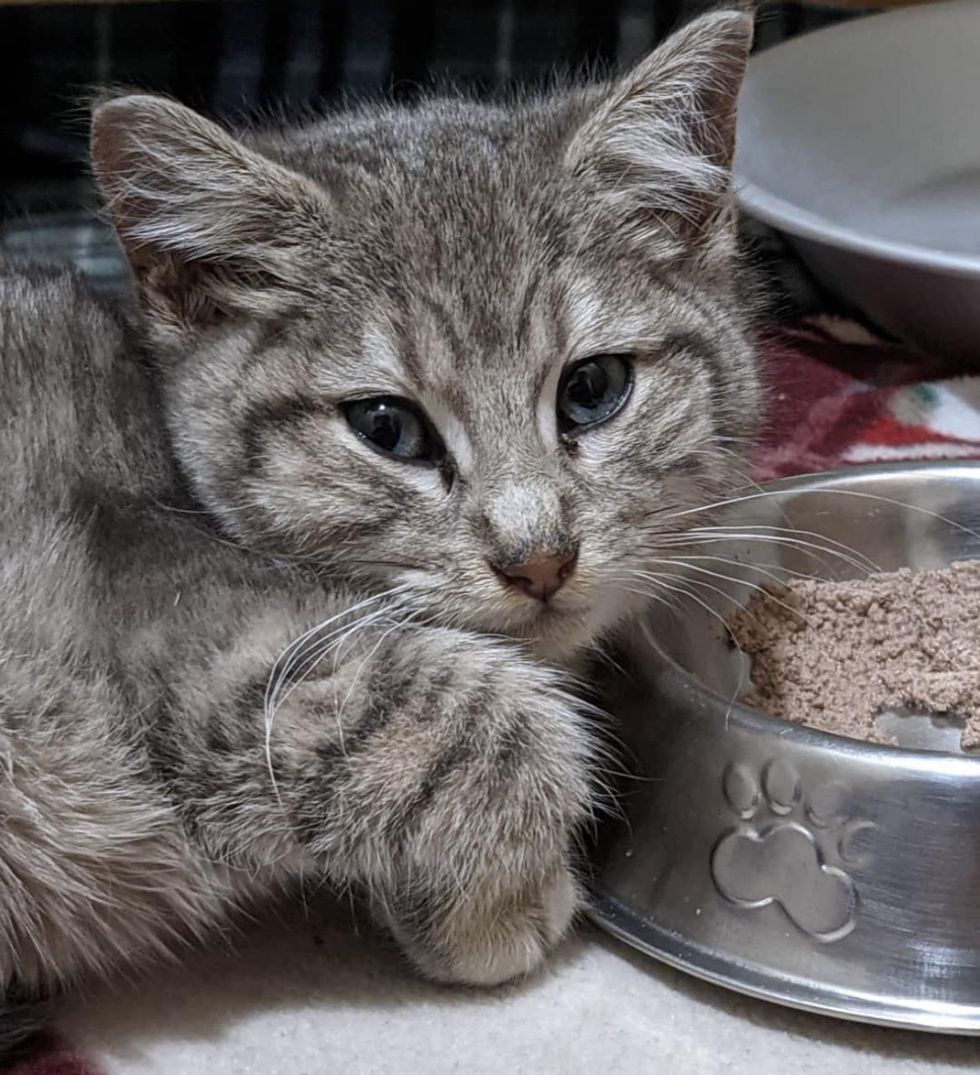 Kitten Found in the Cold at College, is So Happy to Be Warm and Decides ...