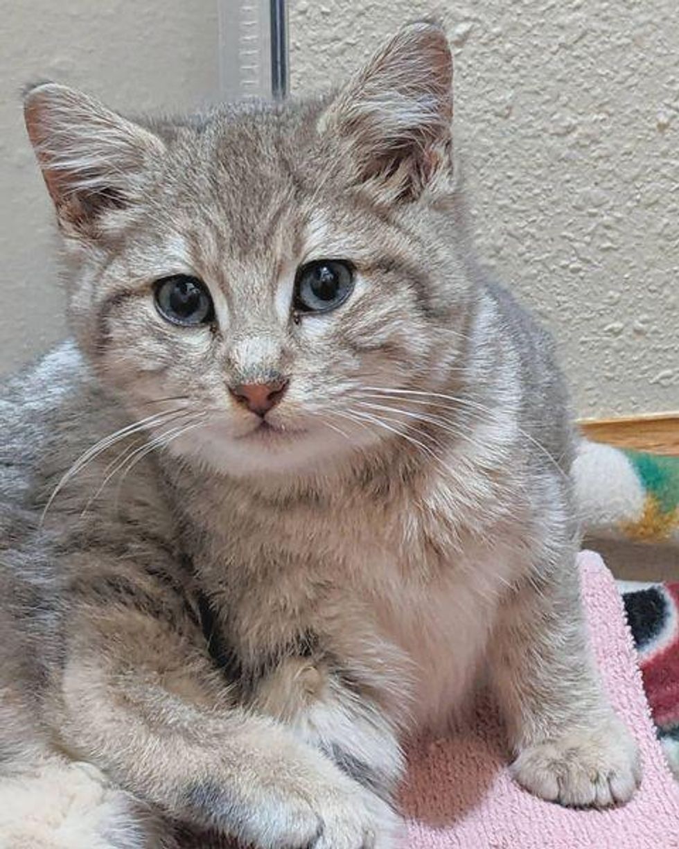Kitten Found in the Cold at College, is So Happy to Be Warm and Decides ...