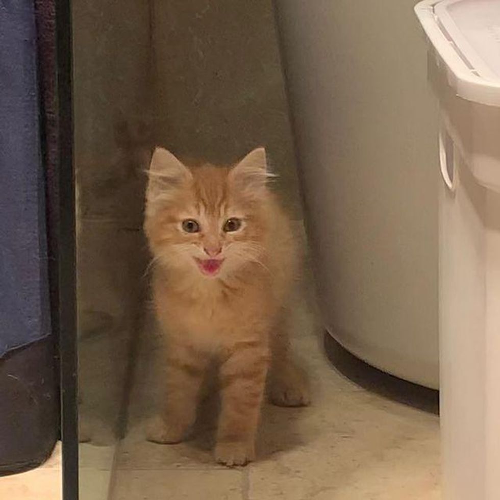 Kitten Born in Backyard Hid in a Corner, Decides He Needs Cuddles One ...