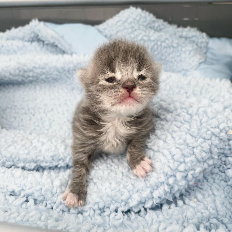 Kitten 10 Days of Age Holds onto the Hands that Help Her and Turns into ...