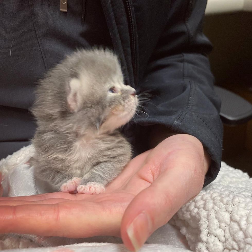 Kitten 10 Days of Age Holds onto the Hands that Help Her and Turns into ...