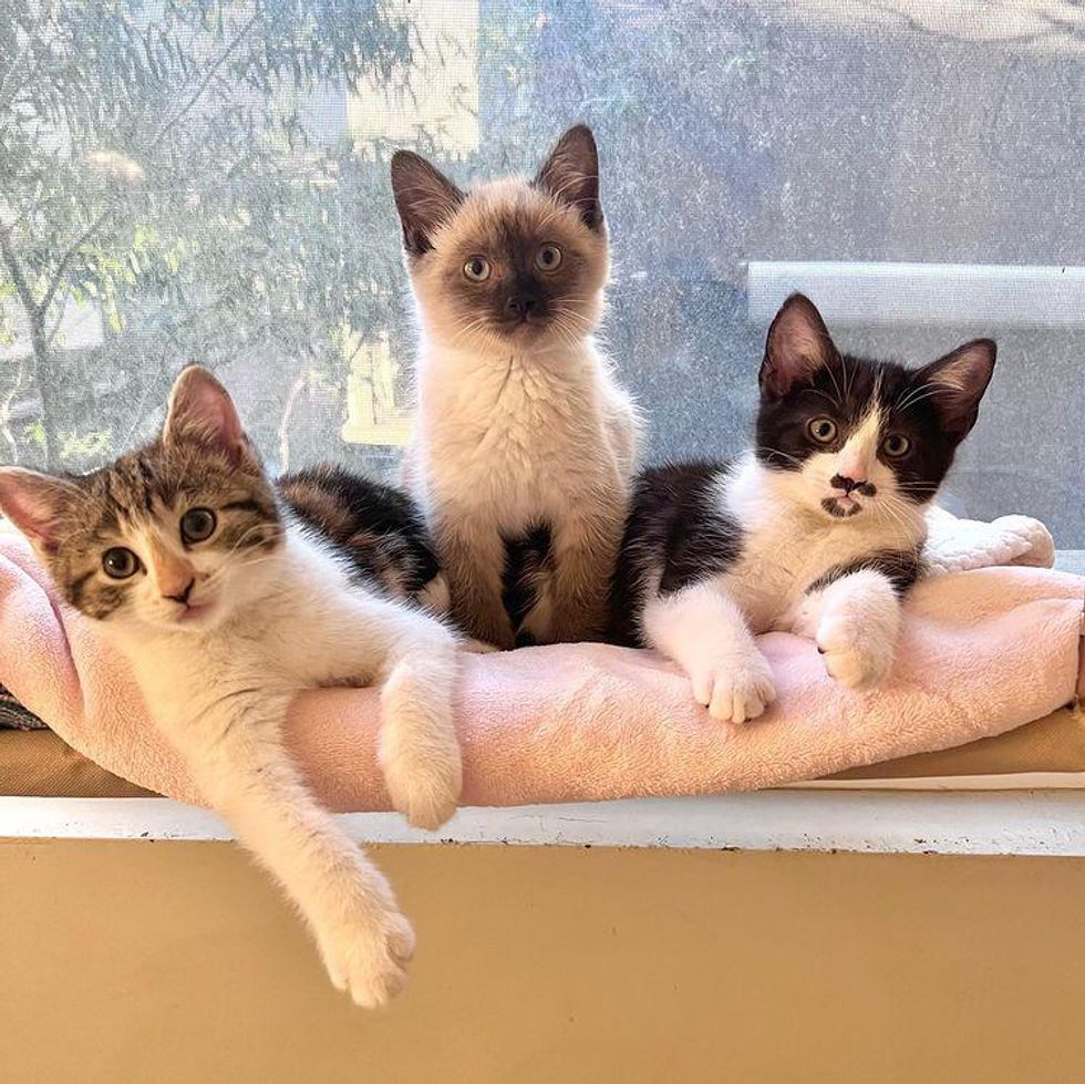 Kitten Who is the 'Spiciest' in His Litter, Turns Out to Be Quite the ...
