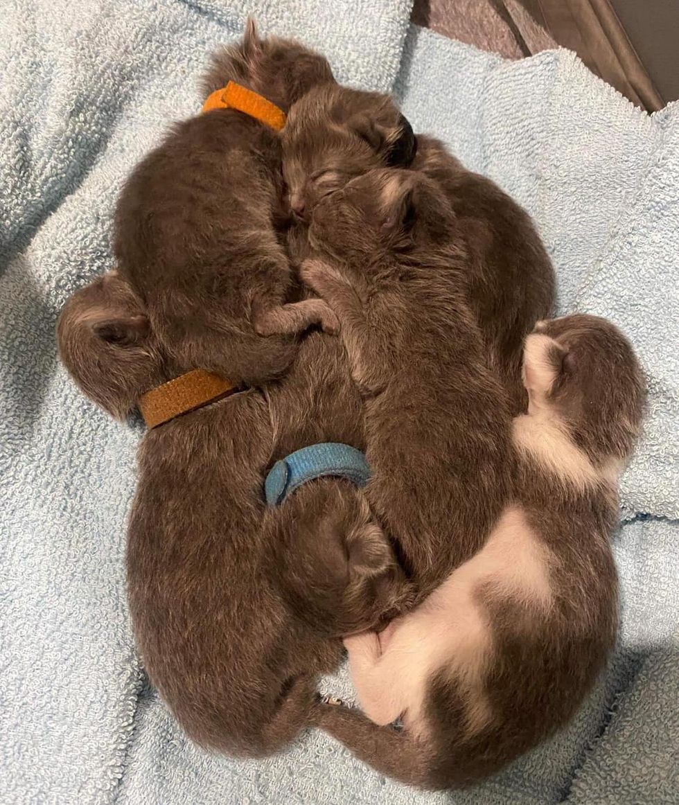 Cat Keeps Six Kittens with Her at Car Yard Until Help Arrives So No One ...