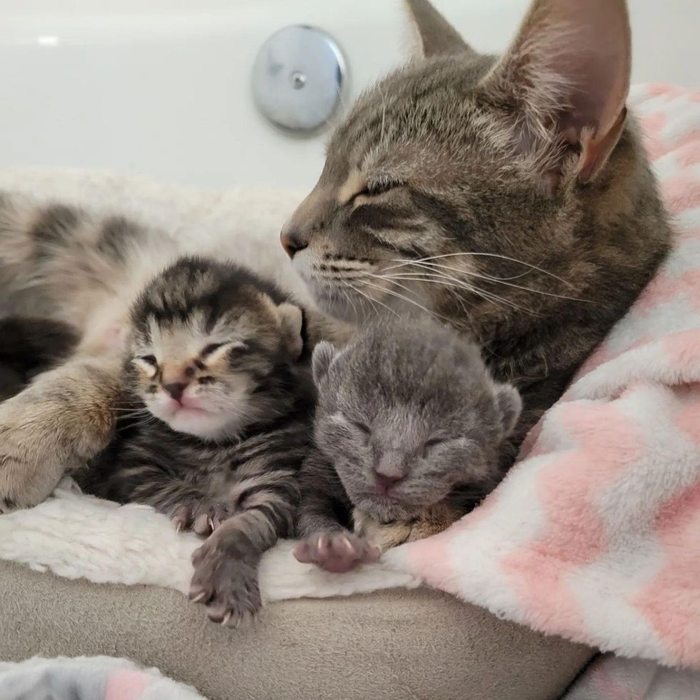 Cat Comes Up to Family of Her Choosing and Asks Them to Help Kittens ...