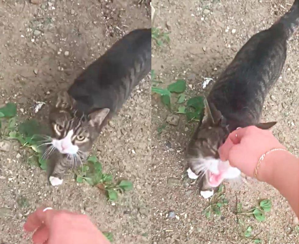 Cat Comes Back to the Couple Who Were Kind to Him, and Ready to Change ...