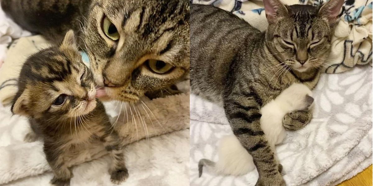 Cat Gives Her Kittens the Best Hugs and Care After She Had Them Back By ...