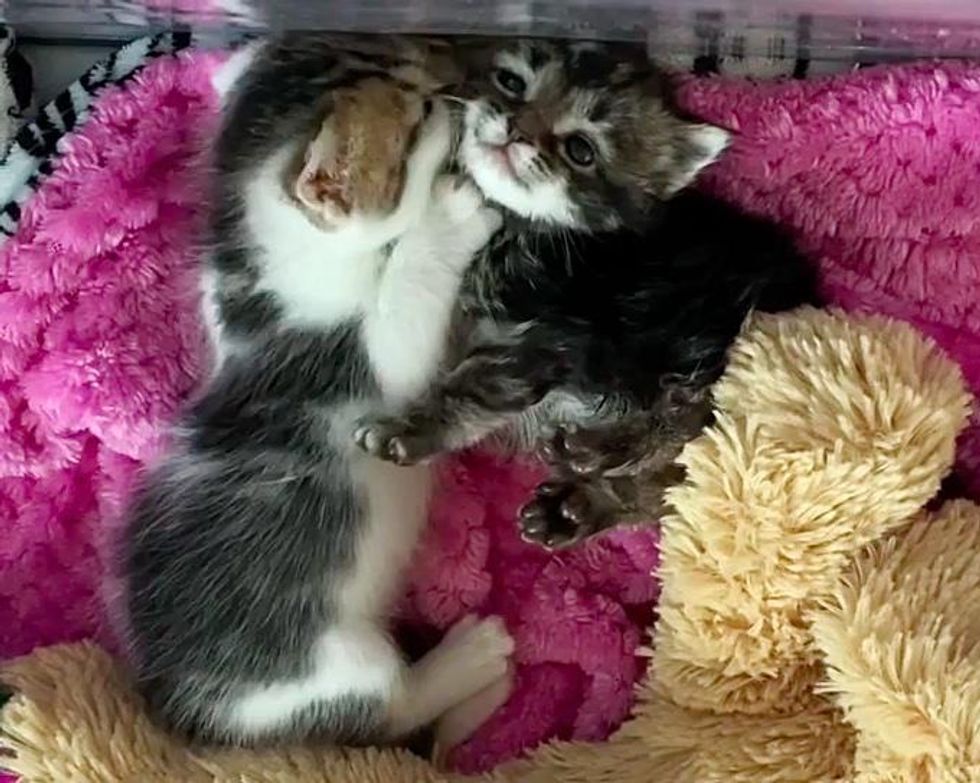 Kittens Cheer Each Other on As They Scoot Their Way to Warm Home - Love ...